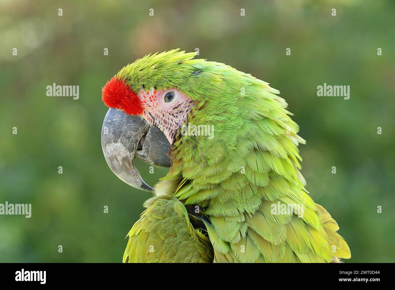 Great green macaw (Ara ambigua), animal portrait, captive, occurrence ...