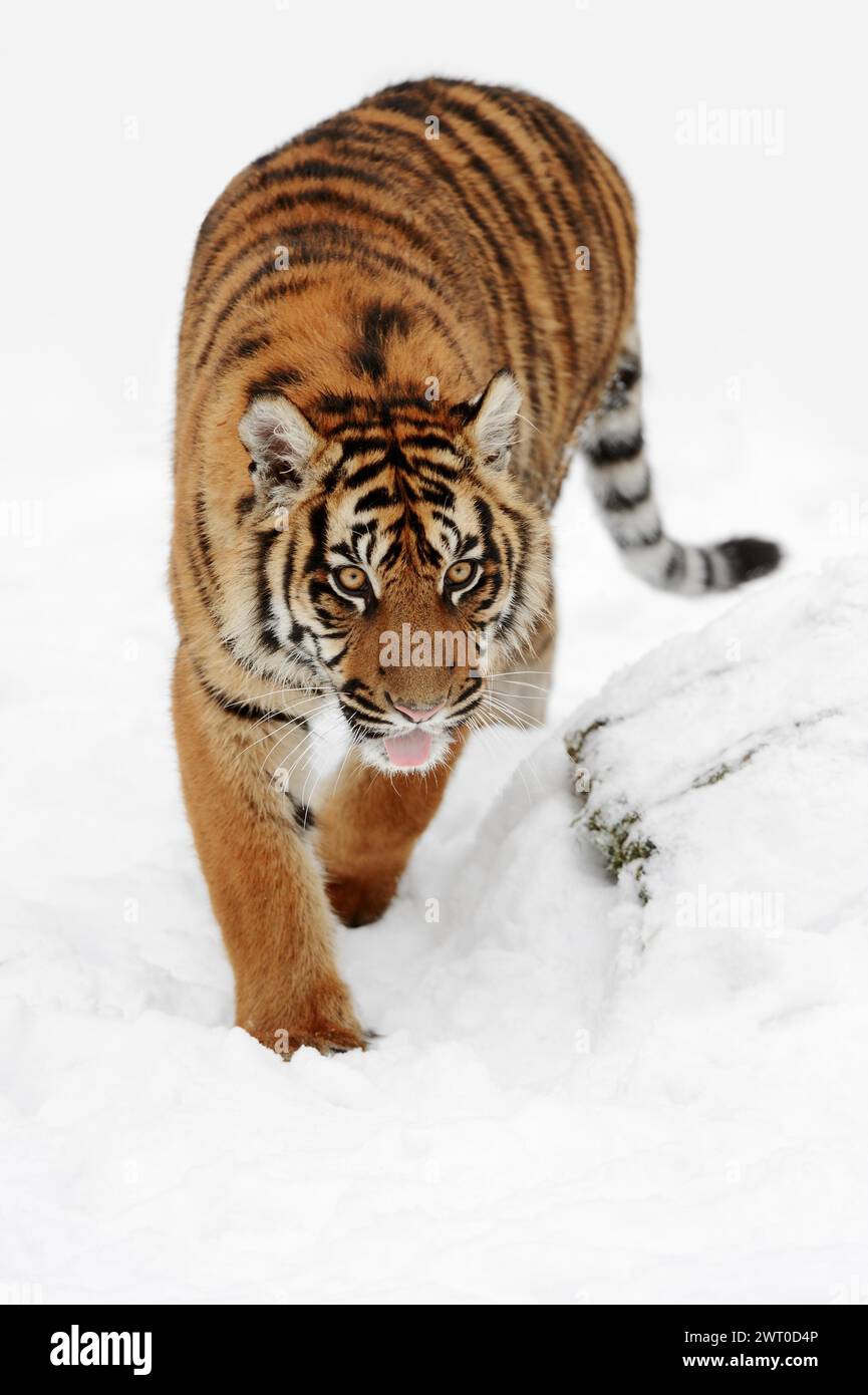 Sumatran tiger (Panthera tigris sumatrae) in the snow, captive, native ...