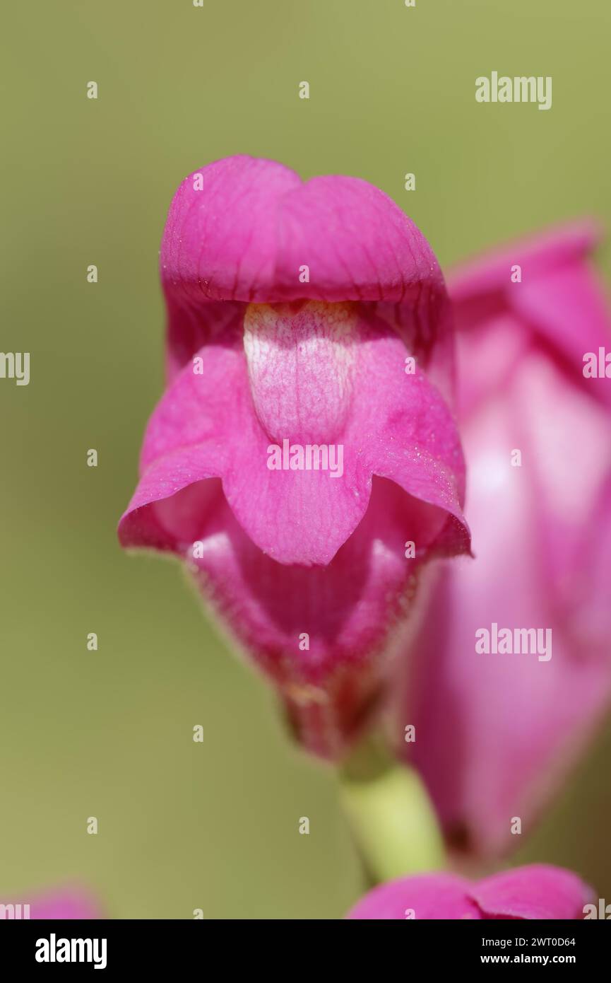Large common snapdragon (Antirrhinum majus), flower, Provence, southern ...
