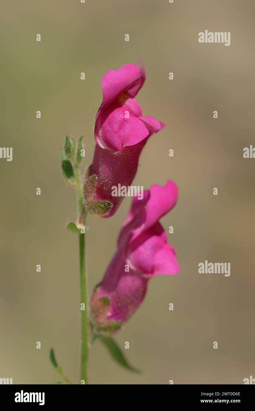 Large common snapdragon (Antirrhinum majus), flowers, Provence ...