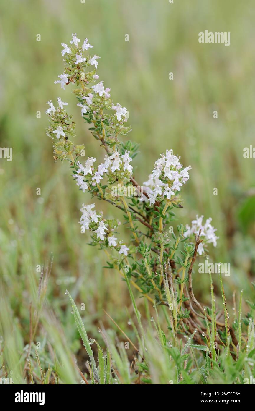Common thyme (Thymus vulgaris), flowering, medicinal and aromatic plant ...