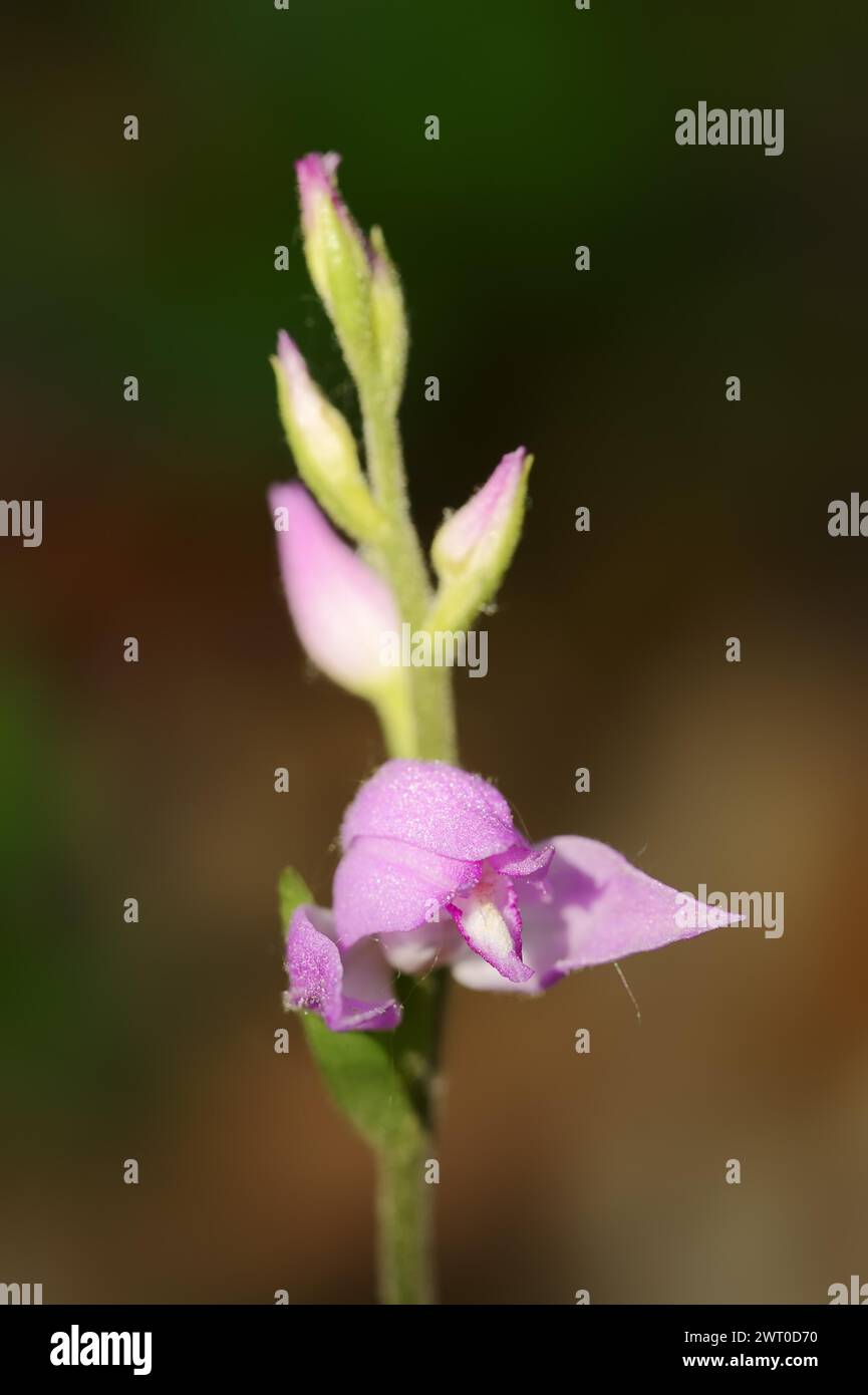 Red helleborine (Cephalanthera rubra), flower, Provence, Southern ...