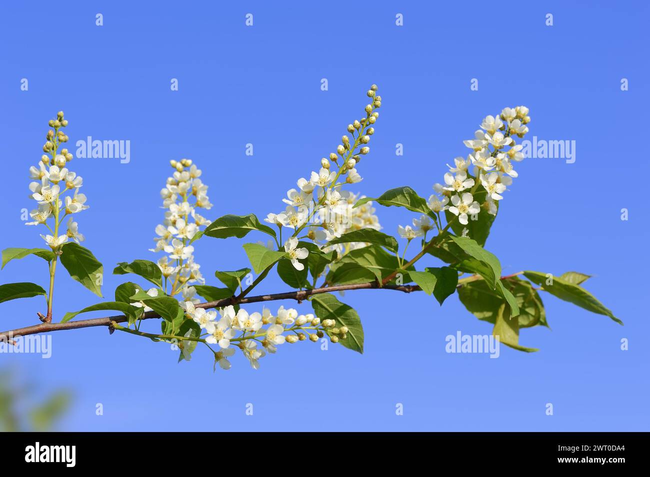 Weeping flowering cherry tree hi-res stock photography and images - Alamy