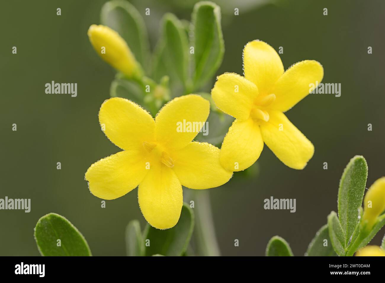 Shrub jasmine or shrubby jasmine (Chrysojasminum fruticans, Jasminum ...