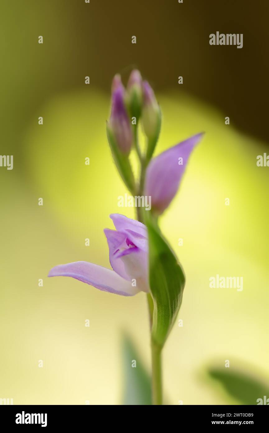 Red helleborine (Cephalanthera rubra), flower, Provence, Southern ...