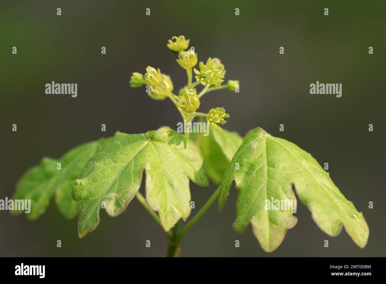 Field maple (Acer campestre), leaves and flowers in spring, North Rhine ...