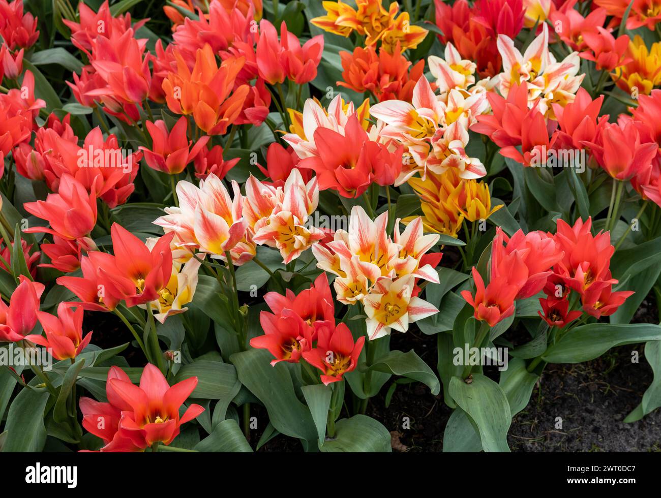 Tulip called Fun Colours mix. Glorious mix consists of the tulip ...