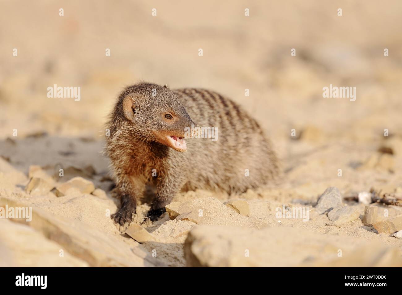 Banded mongoose (Mungos mungo), captive, occurrence in Africa Stock ...