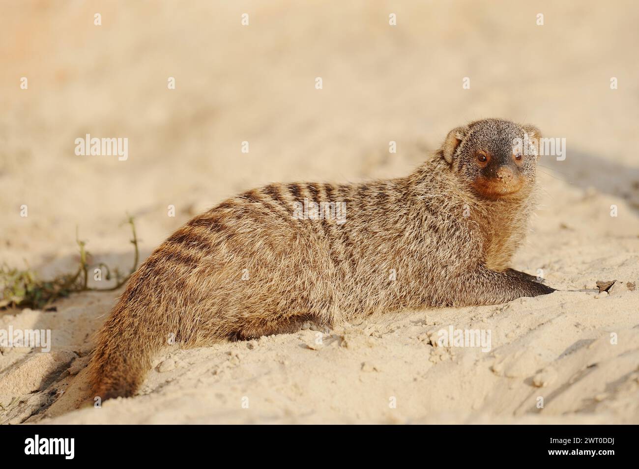 Banded mongoose in the wild hi-res stock photography and images - Alamy