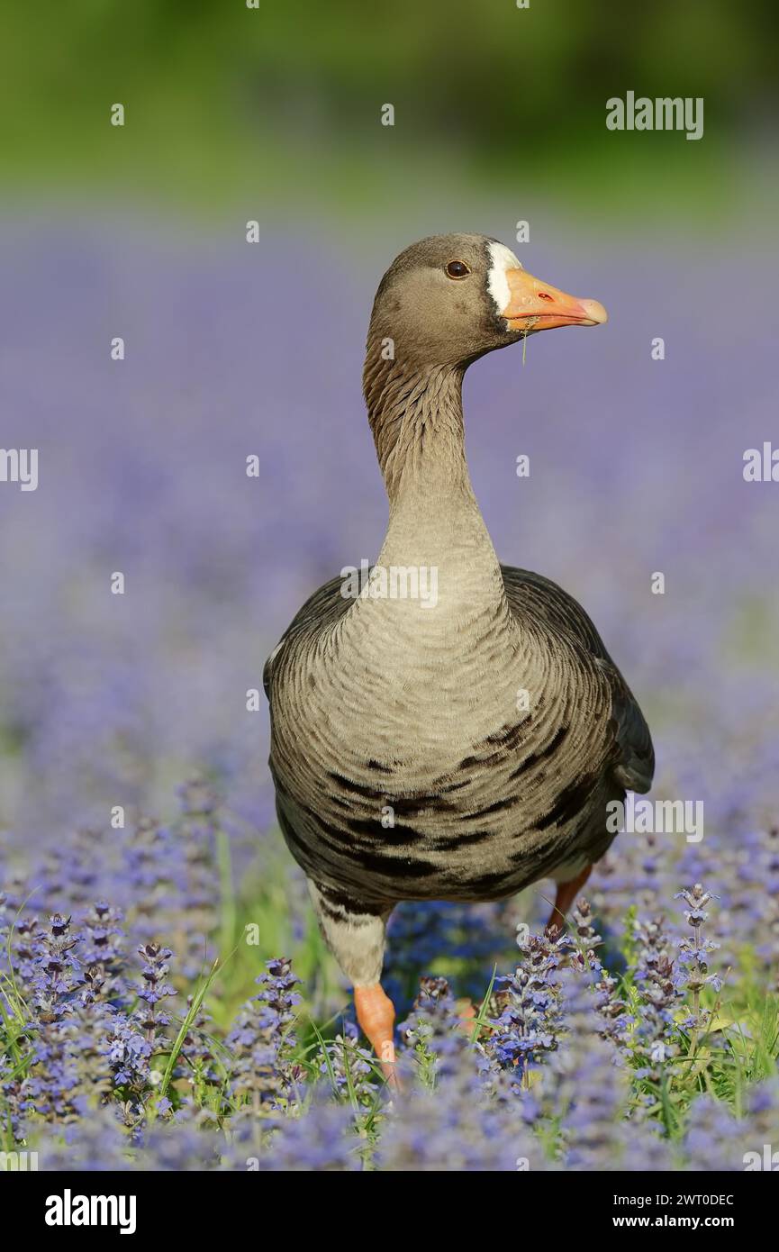 Greenland white-fronted goose or Greenland white-fronted goose (Anser ...
