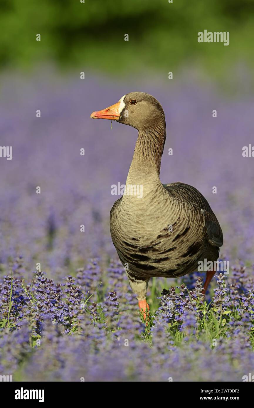Greenland white-fronted goose or Greenland white-fronted goose (Anser ...