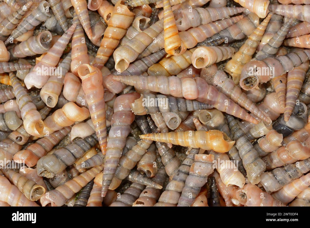 Common tower snail (Turritella communis) empty shells on the beach ...
