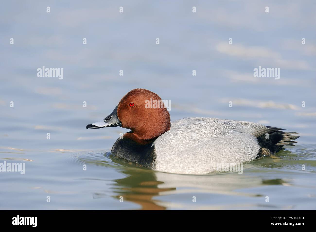 Common Pochard (Aythya ferina), male, Camargue, Provence, southern ...