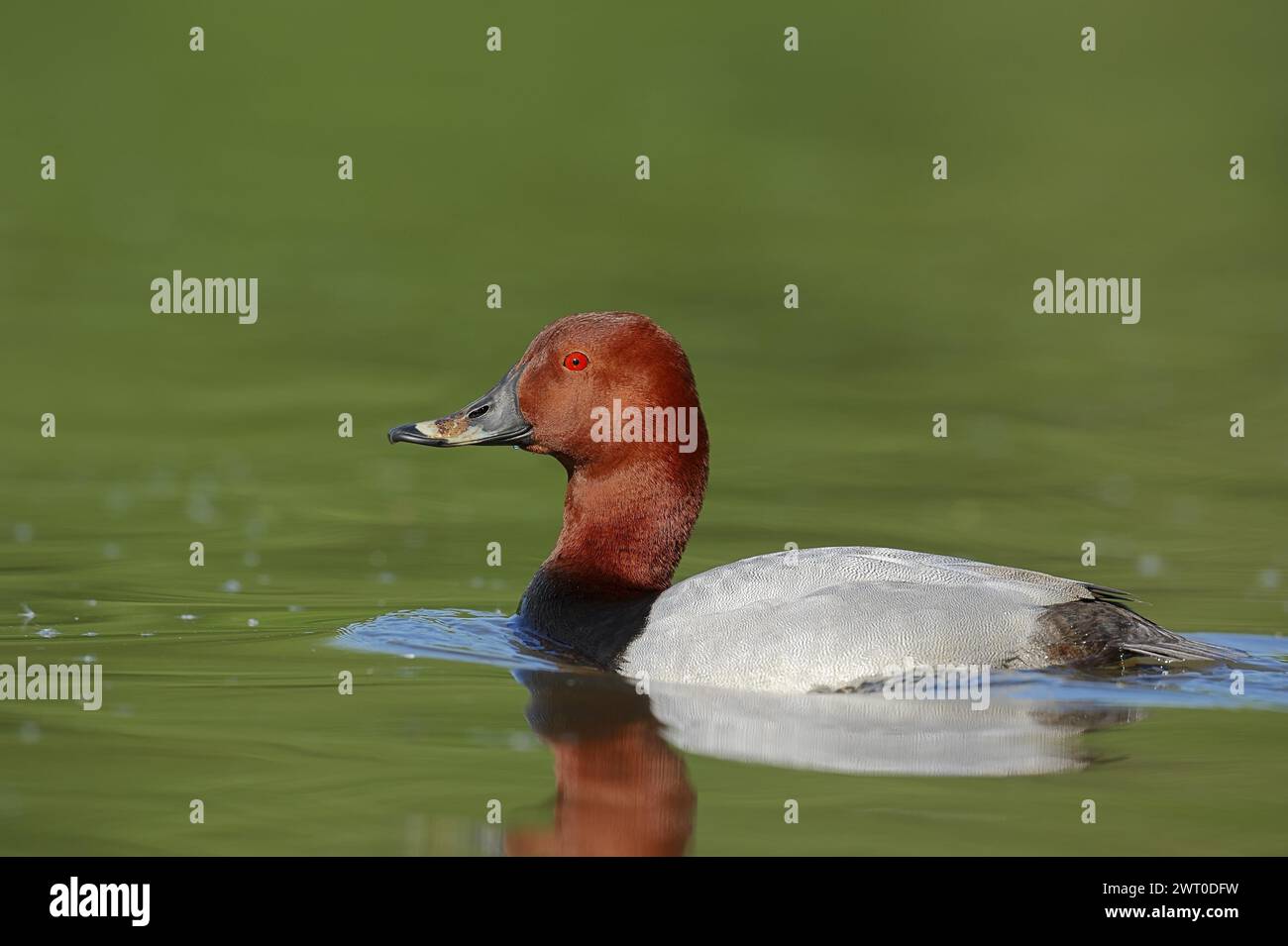 Common Pochard (Aythya ferina), male, Camargue, Provence, southern ...