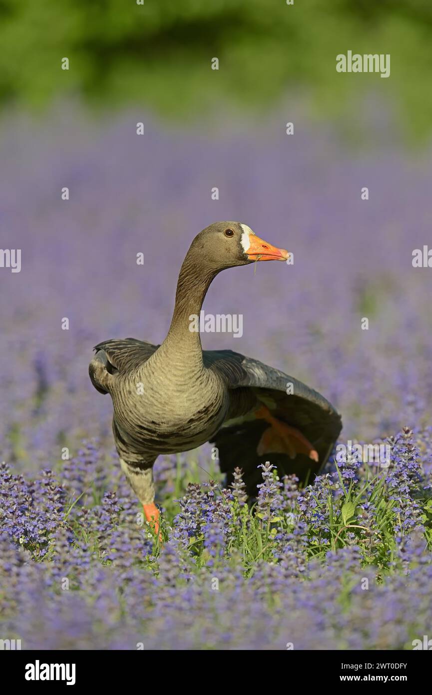 Greenland white-fronted goose or Greenland white-fronted goose (Anser ...