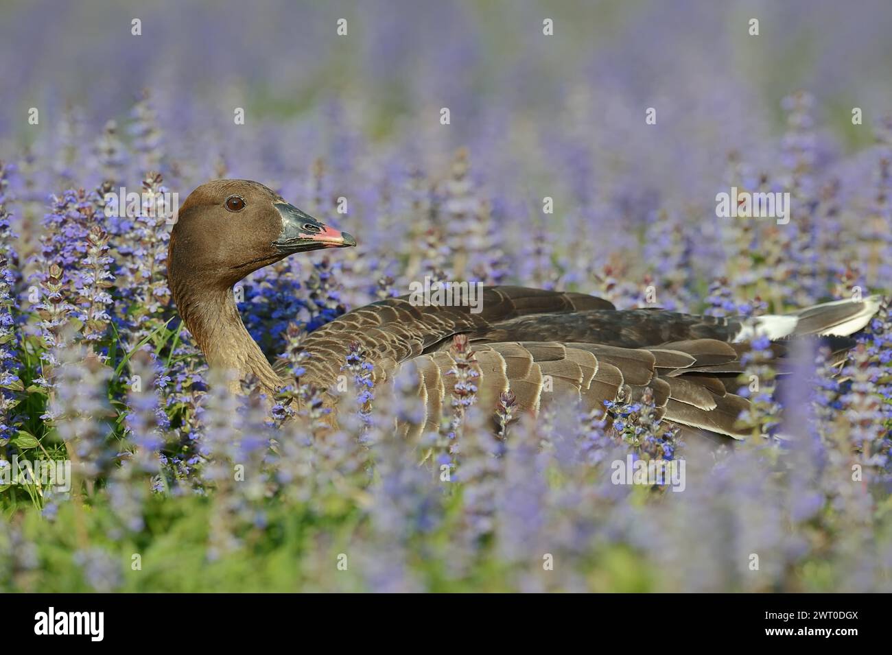 Pink-footed goose (Anser brachyrhynchus), captive, occurring in ...