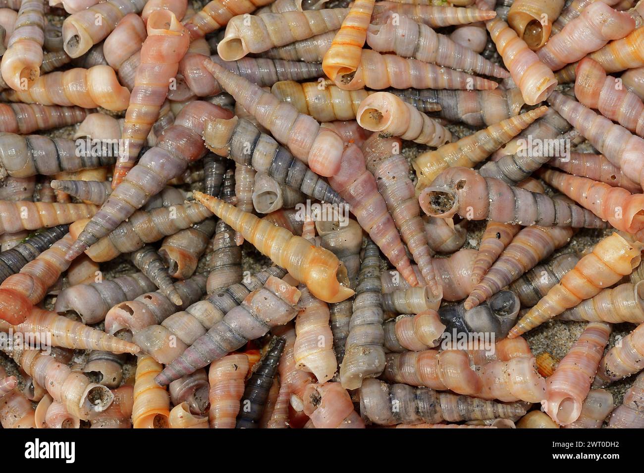 Turritella hi-res stock photography and images - Alamy