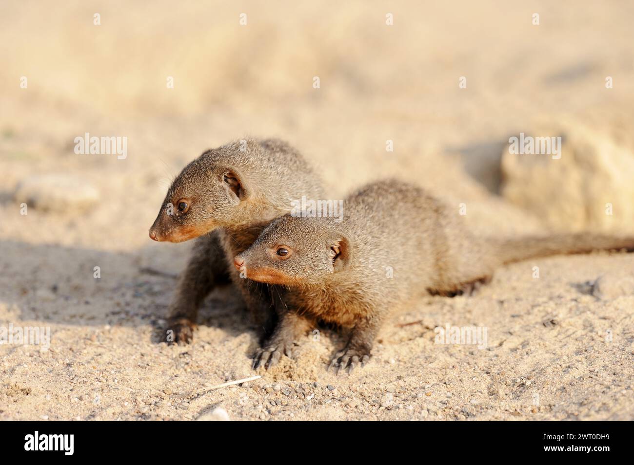 Banded mongoose (Mungos mungo), young animals, captive, occurrence in ...