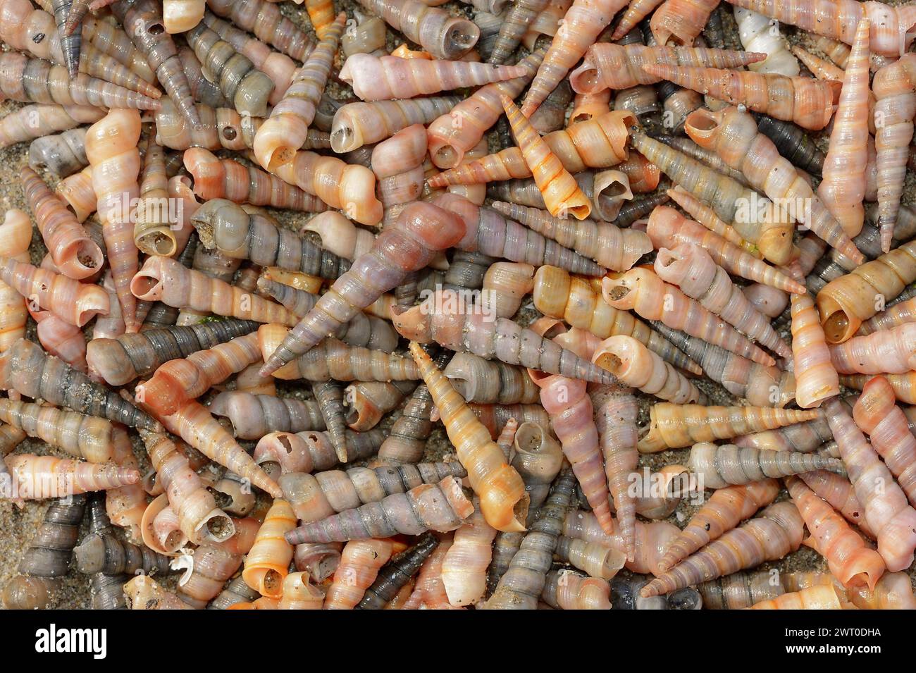 Common tower snail (Turritella communis) empty shells on the beach ...