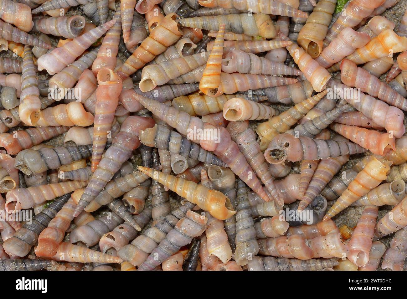 Common tower snail (Turritella communis) empty shells on the beach ...