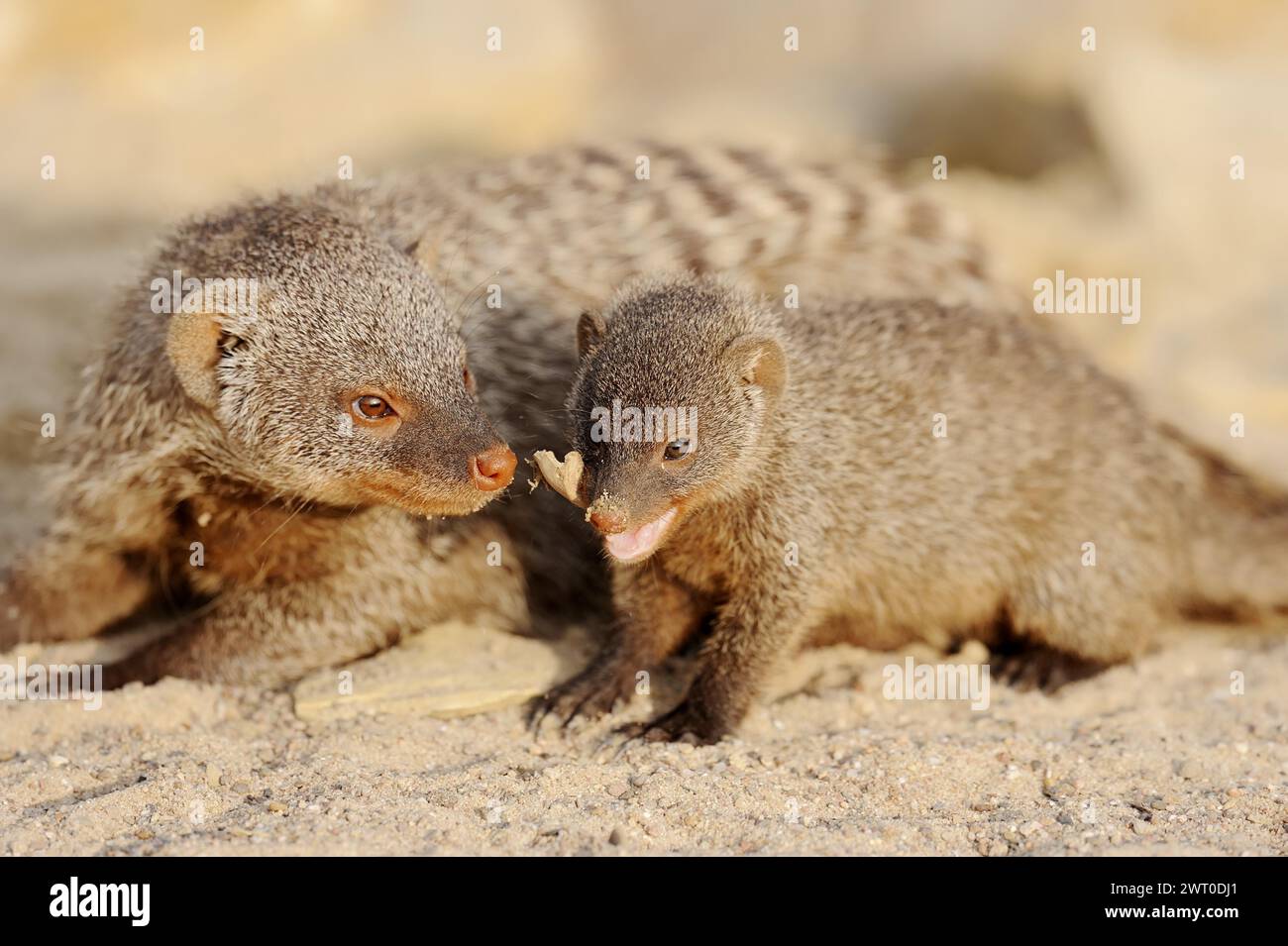 Banded mongoose (Mungos mungo) with juvenile, captive, occurrence in ...