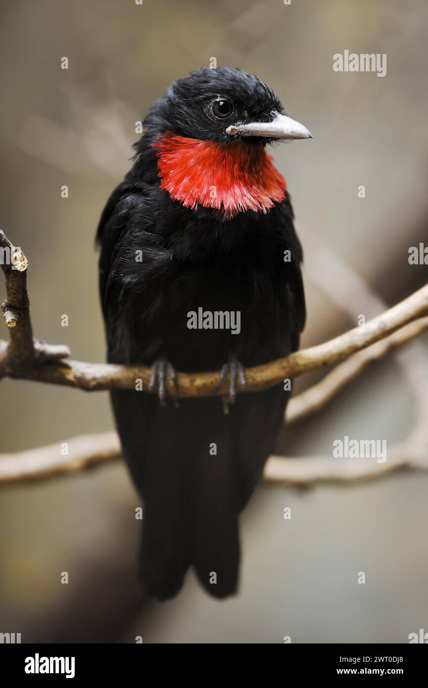 Purple-throated fruitcrow (Querula purpurata), male, captive, occurring ...