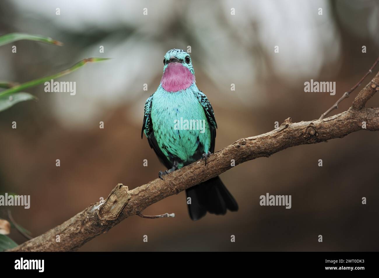 Spangled cotinga (Cotinga cayana), male, captive, occurring in South ...