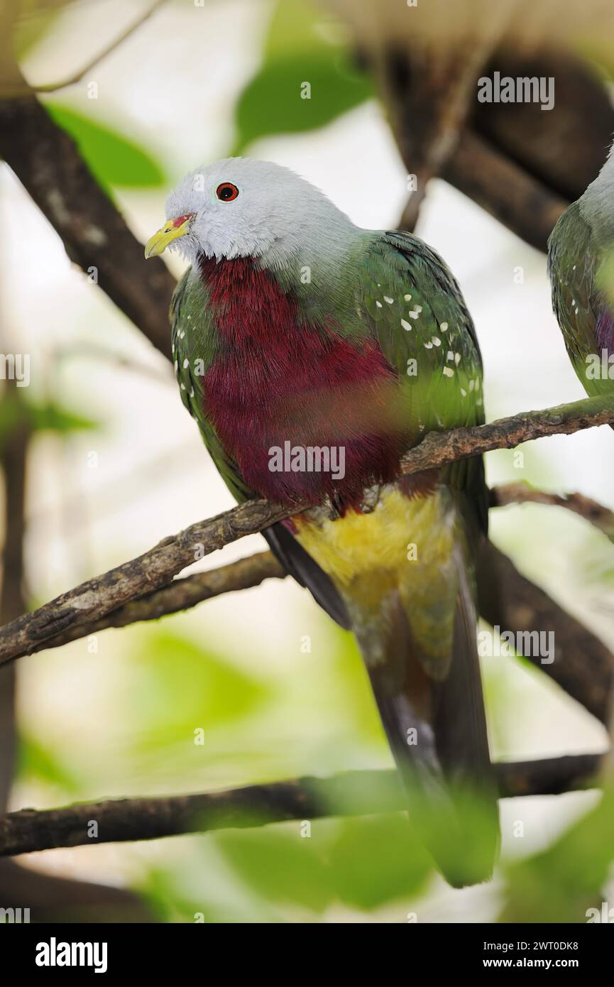 Wompoo fruit dove (Ptilinopus magnificus), captive, occurring in ...