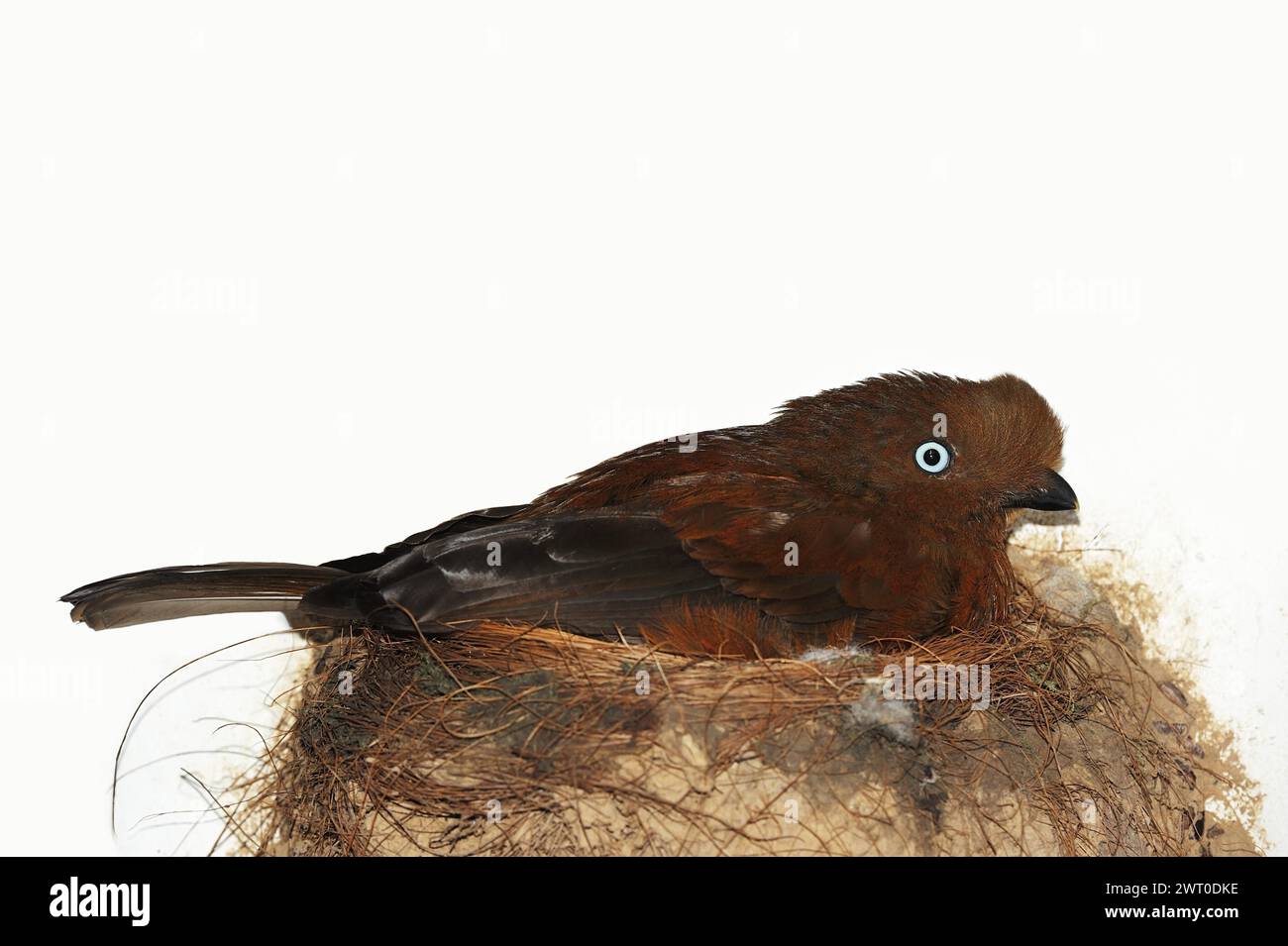 Andean cliff cock or Andean cliff bird (Rupicola peruvianus, Rupicola ...
