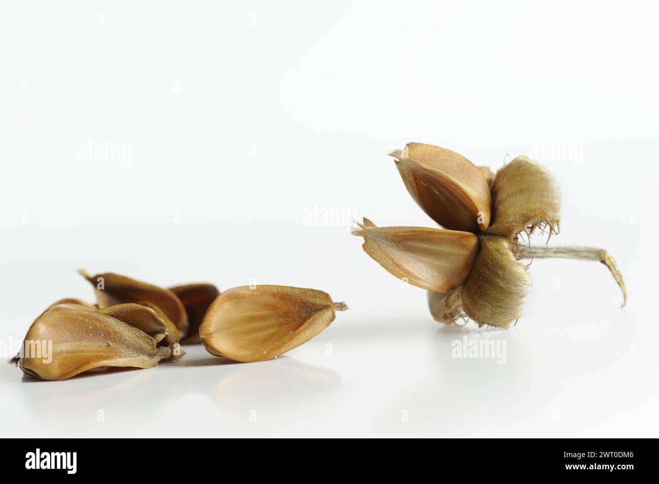 European Beech Nuts