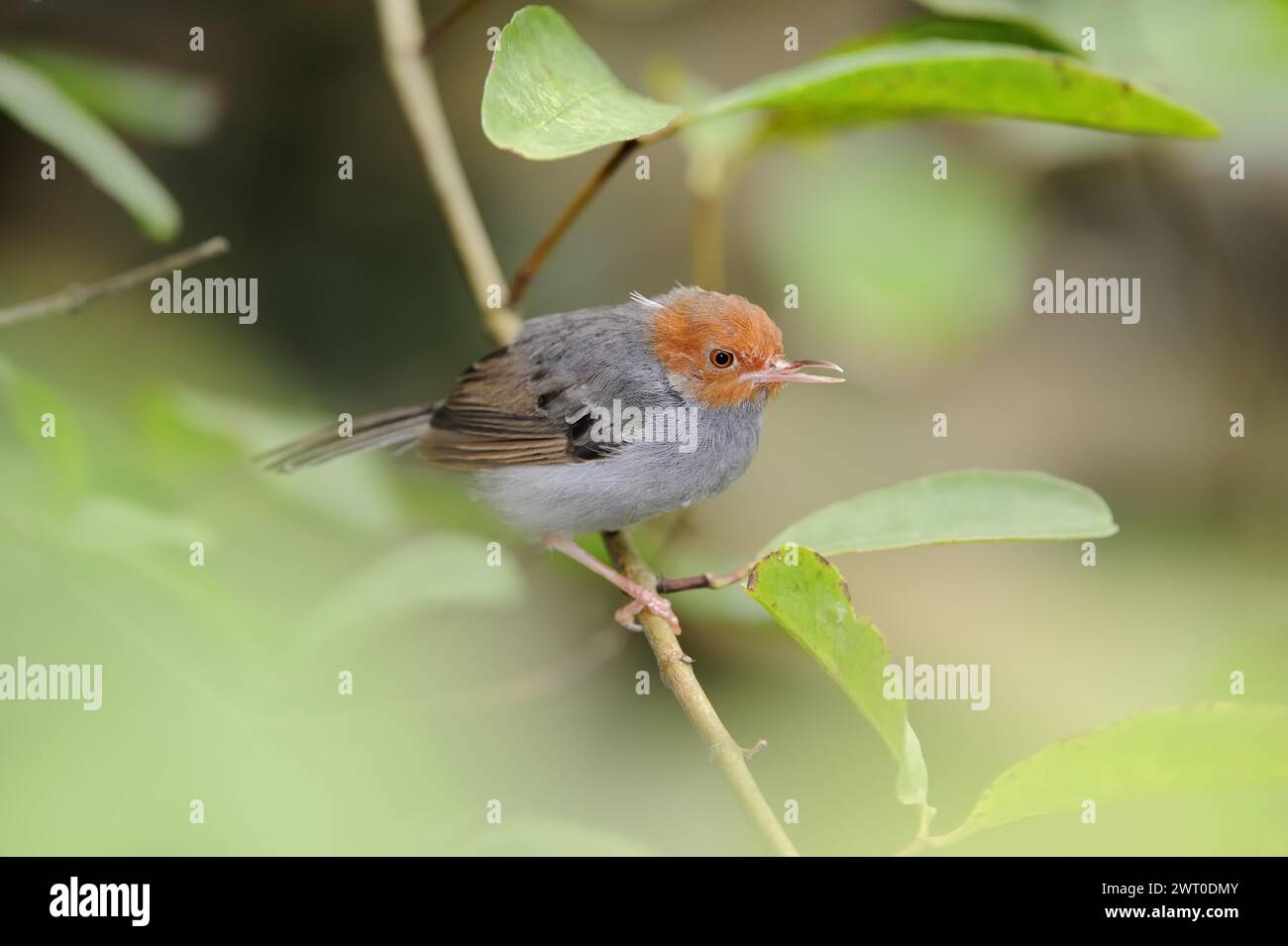 Golden angwantibo hi-res stock photography and images - Alamy