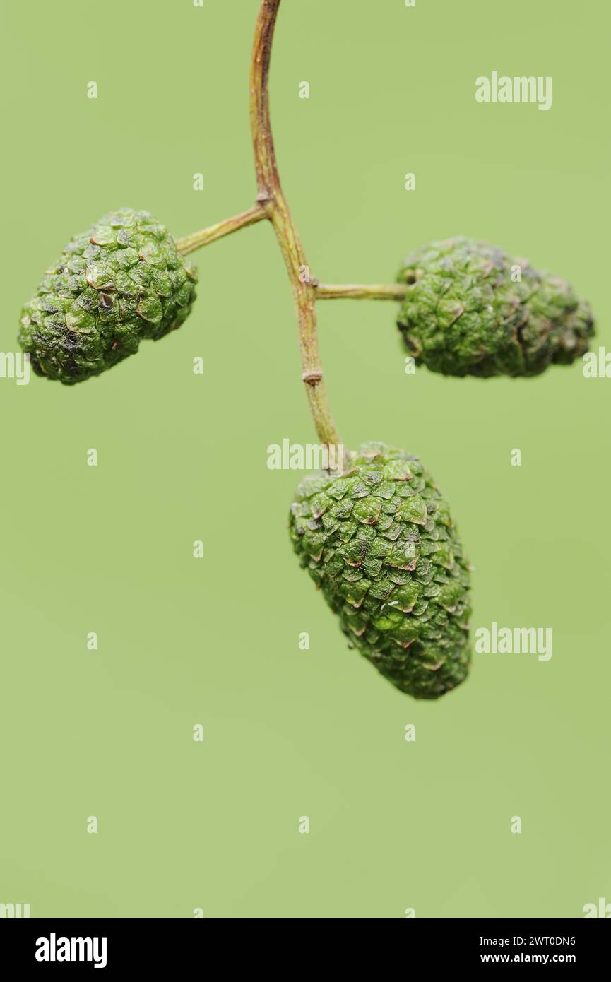 Black alder (Alnus glutinosa), fruit, North Rhine-Westphalia, Germany ...