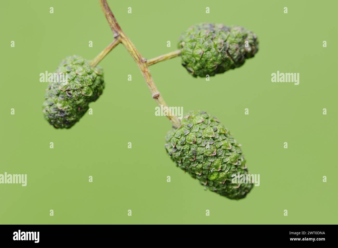 Black alder fruit hi-res stock photography and images - Alamy