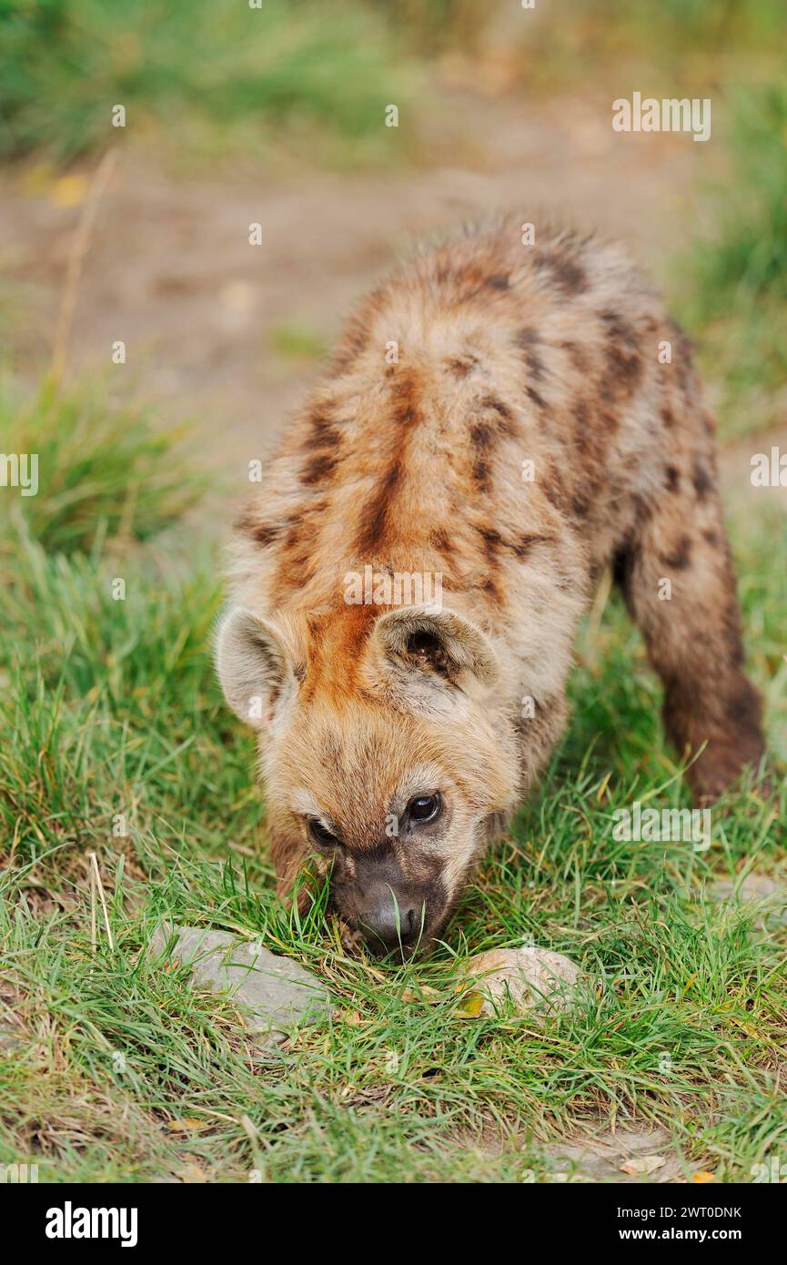 Spotted hyena or spotted hyena (Crocuta crocuta), feeding juvenile ...