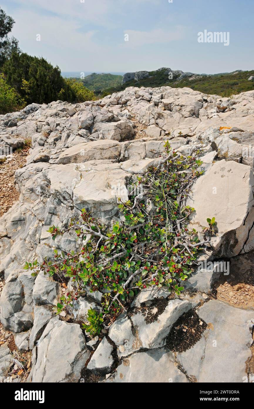 Italian buckthorn (Rhamnus alaternus), Provence, southern France Stock ...