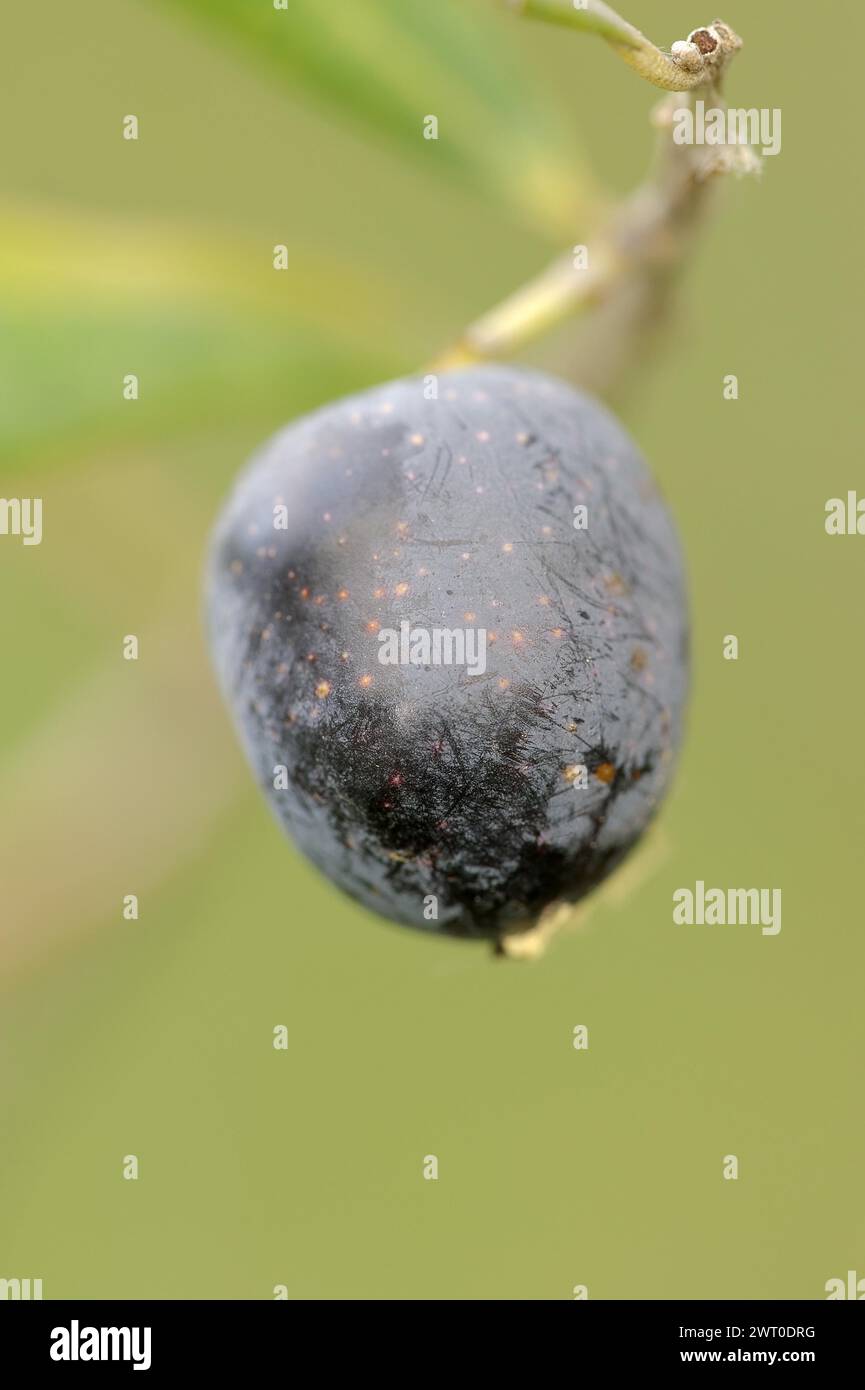Olive tree or real olive tree (Olea europaea), olive on the tree ...