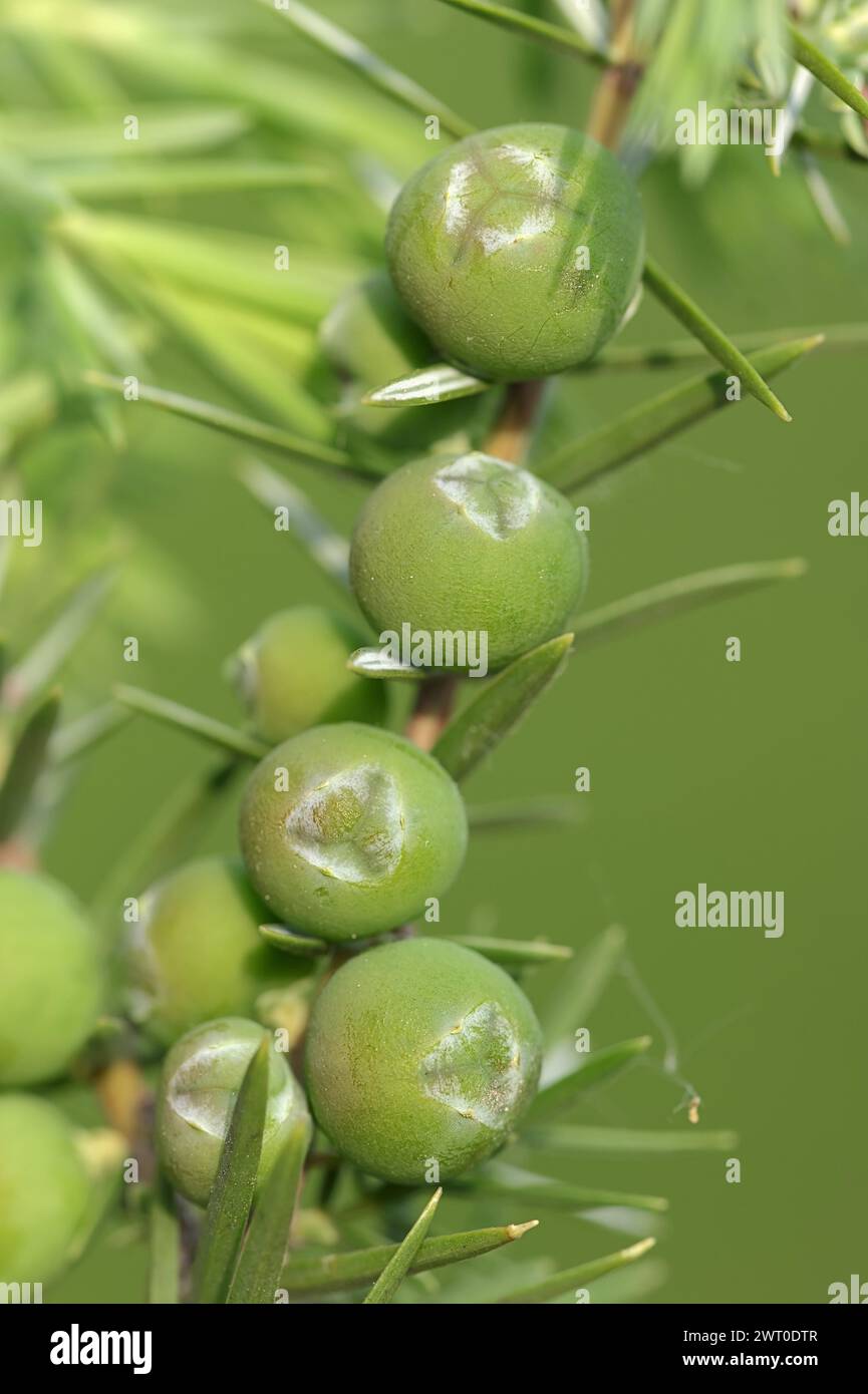 Cade (Juniperus oxycedrus), twig with unripe cones, Provence, southern ...