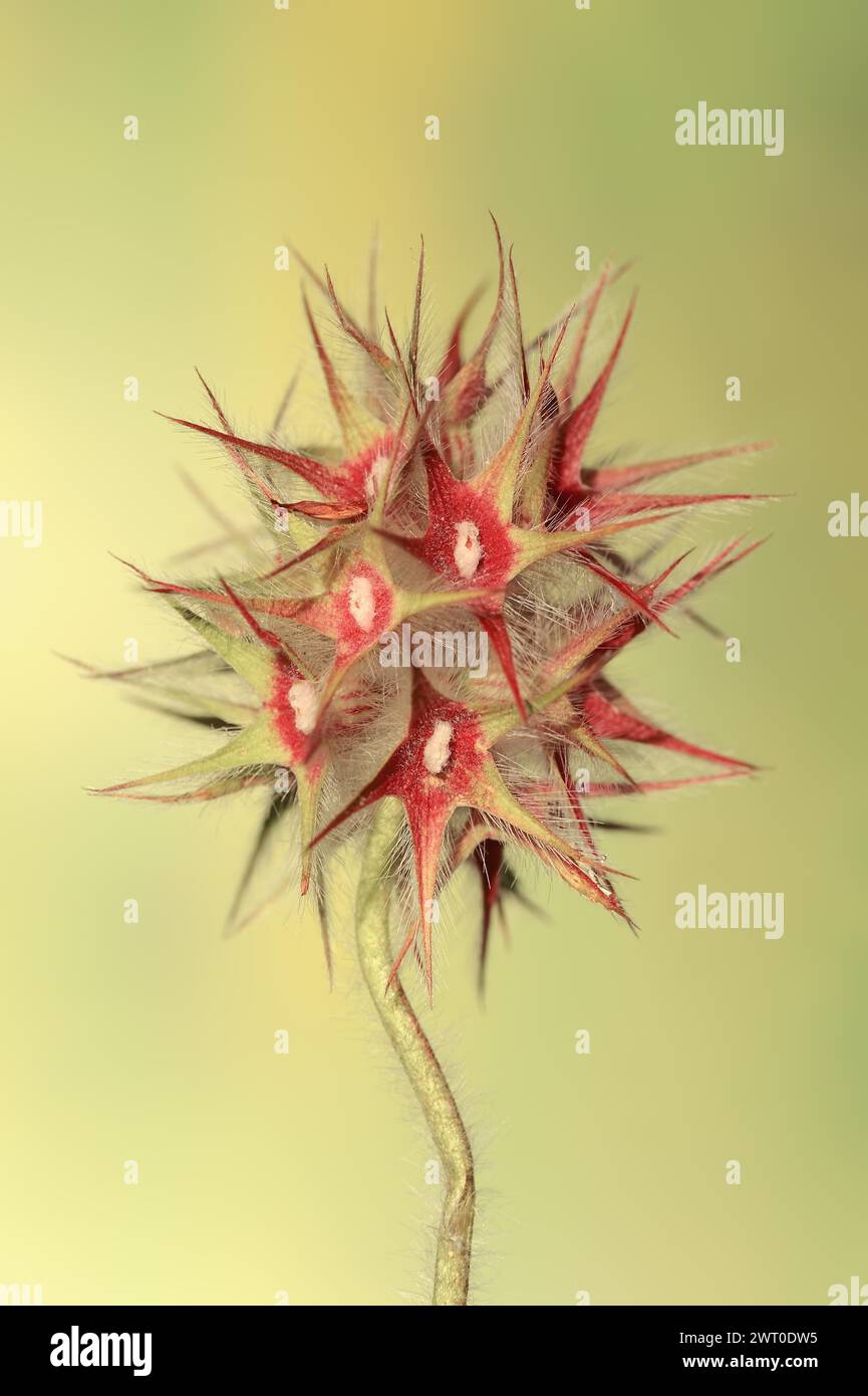 Starry flower blossom hi-res stock photography and images - Alamy