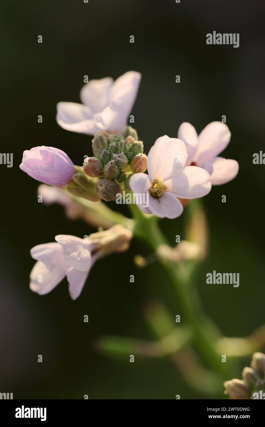 European searocket (Cakile maritima), flowers, Camargue, Provence ...