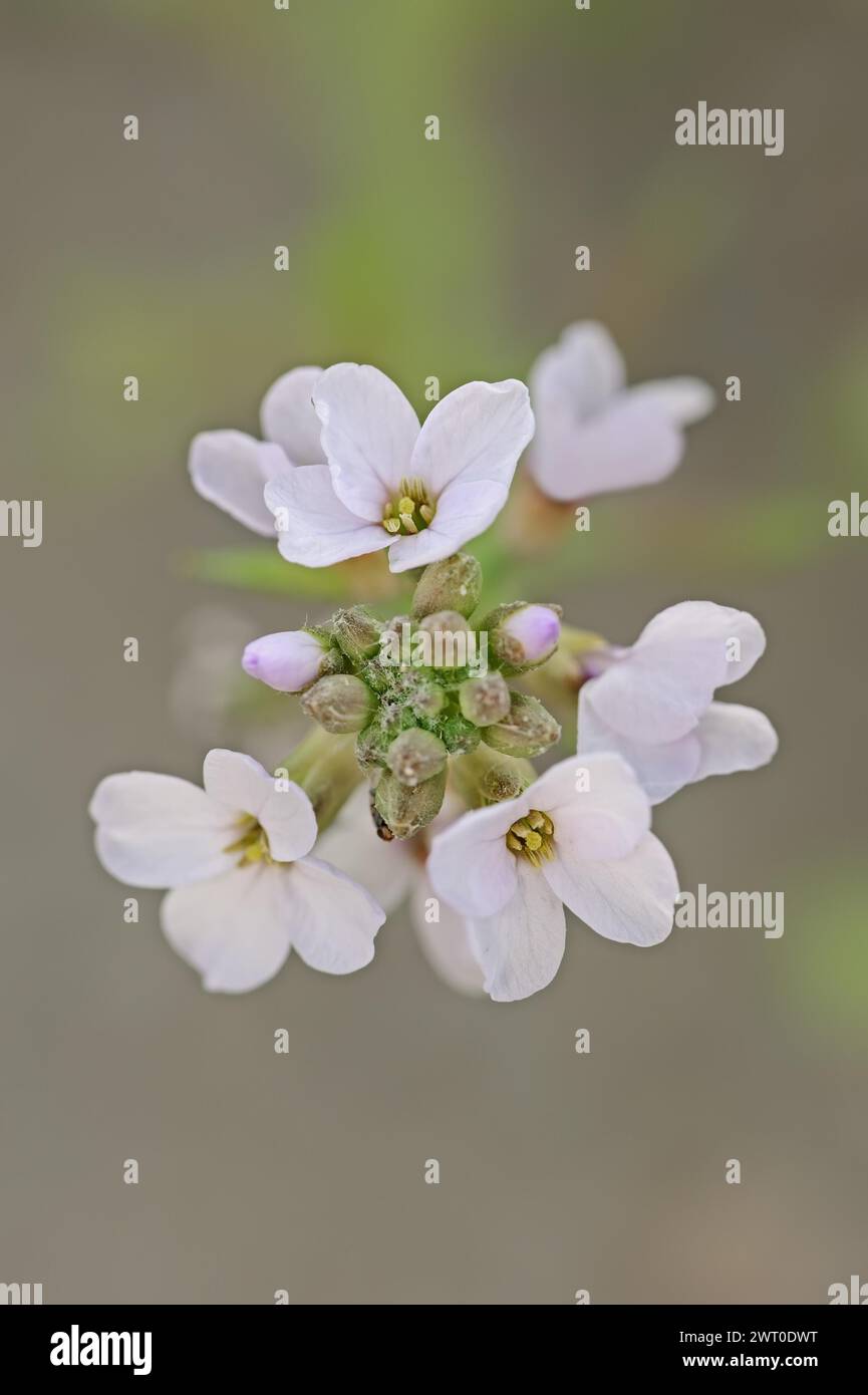 European searocket (Cakile maritima), flowers, Camargue, Provence ...