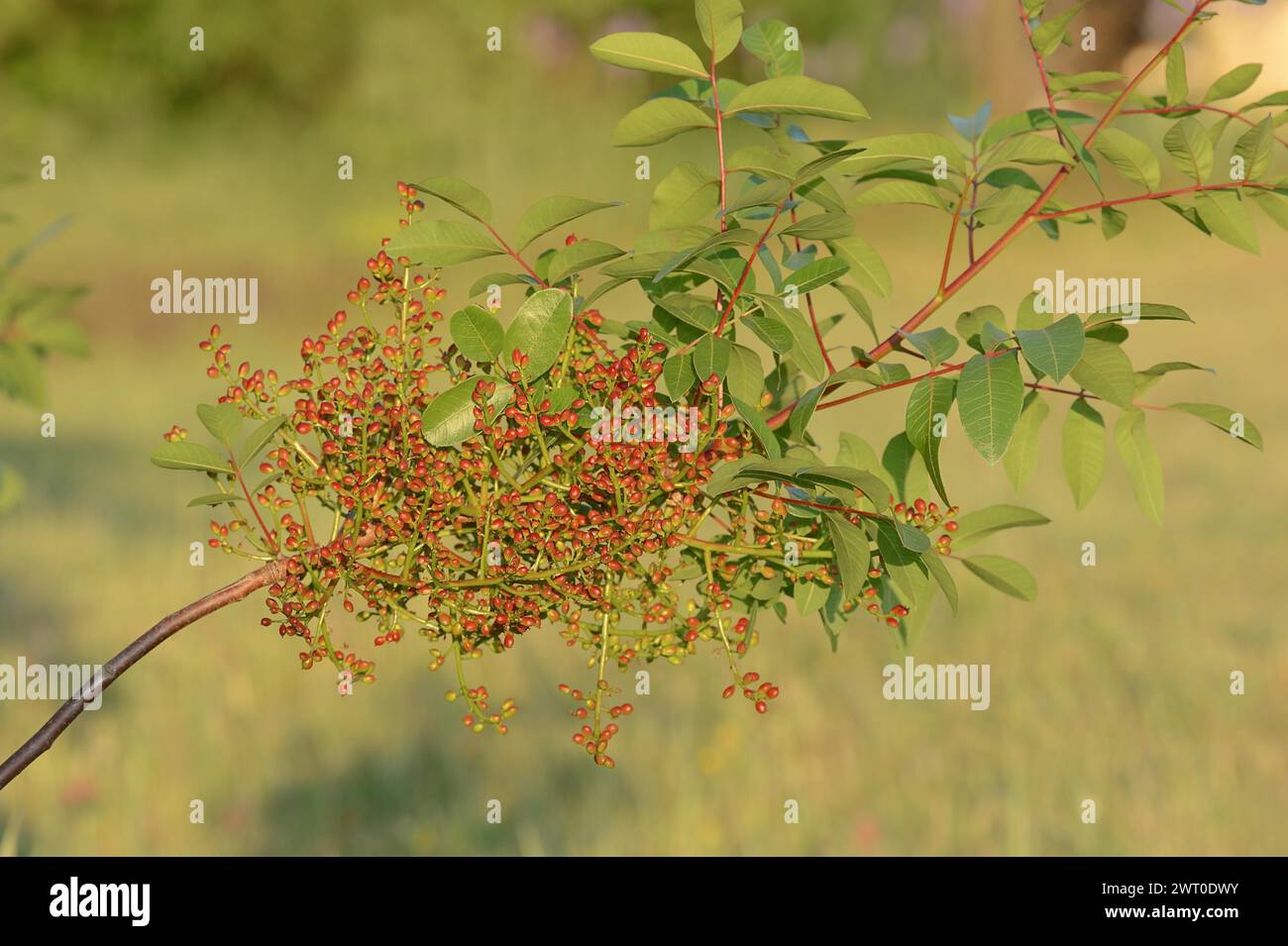 Pistacia terebinthus hi-res stock photography and images - Alamy