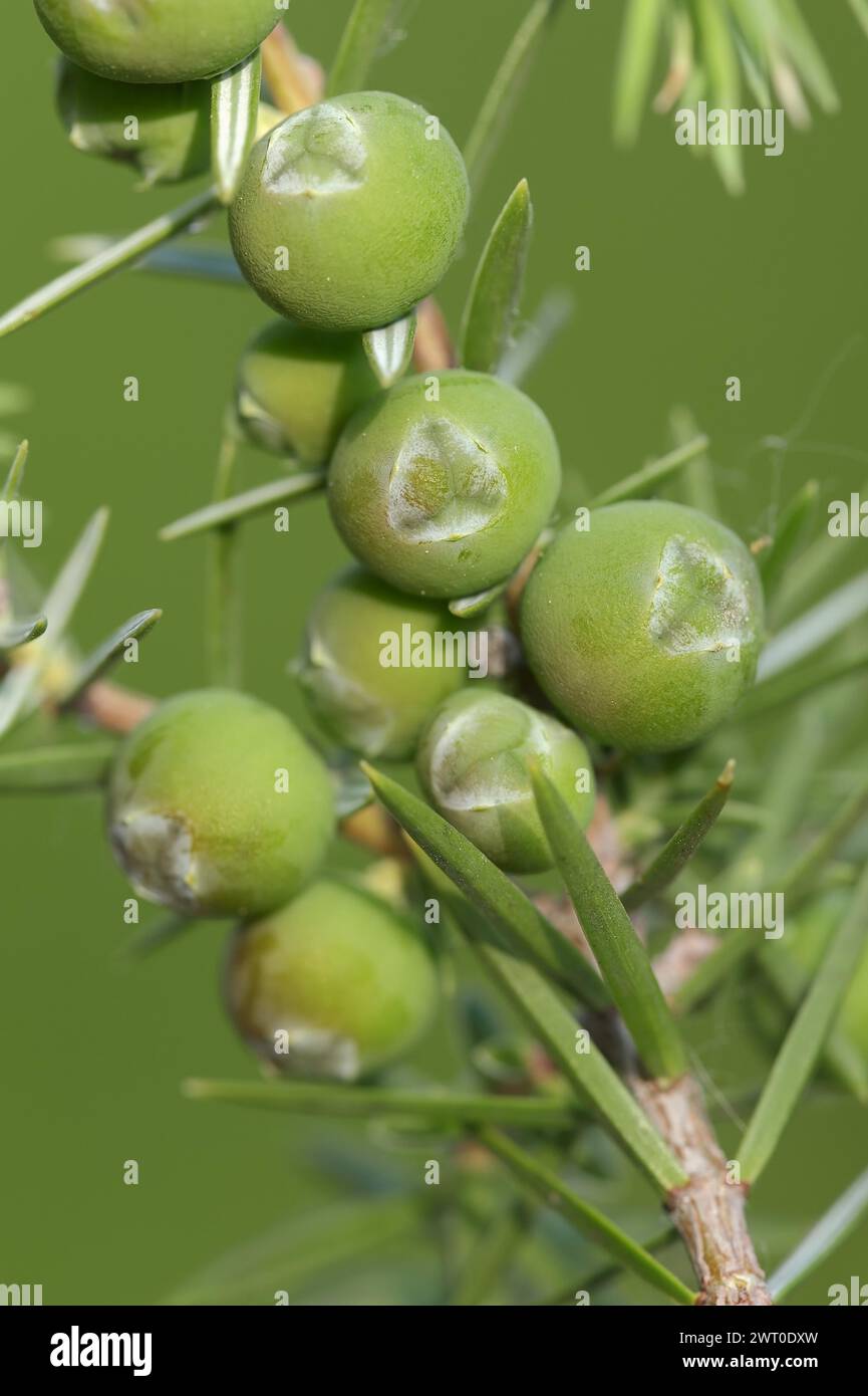 Cade (Juniperus oxycedrus), twig with unripe cones, Provence, southern ...