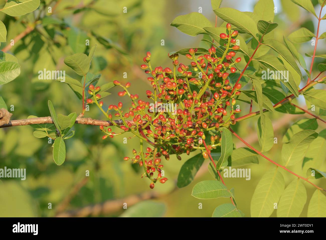 Turpentine pistachio or terebinth (Pistacia terebinthus), twig with ...