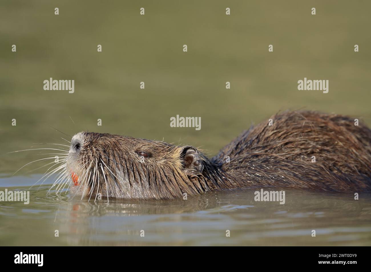 Nutria (Myocastor coypus) swimming in the water, neozoa, Camargue ...