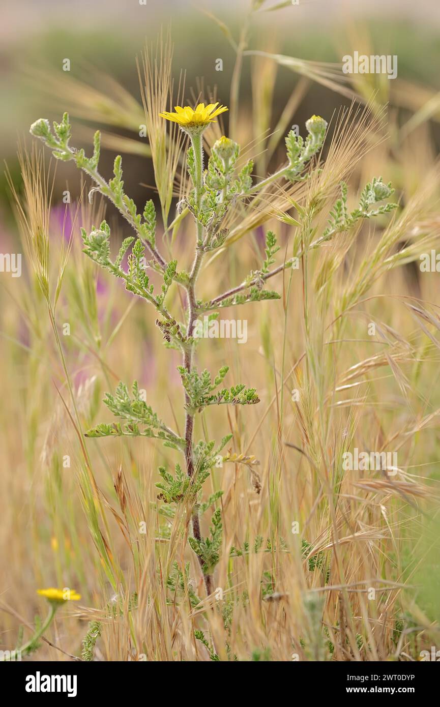 Anacyclus radiatus hi-res stock photography and images - Alamy