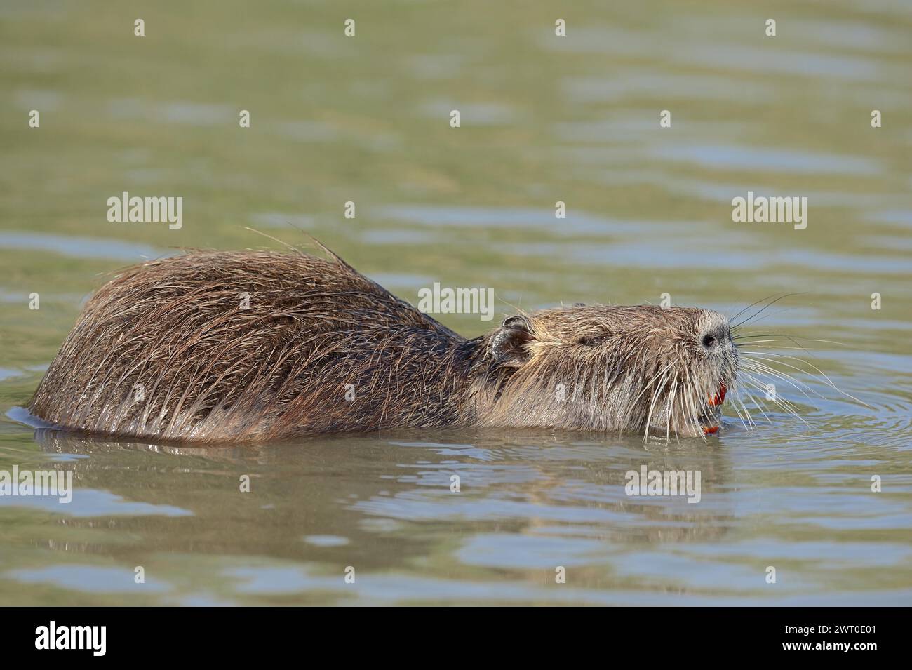 Nutria (Myocastor coypus) swimming in the water, neozoa, Camargue ...