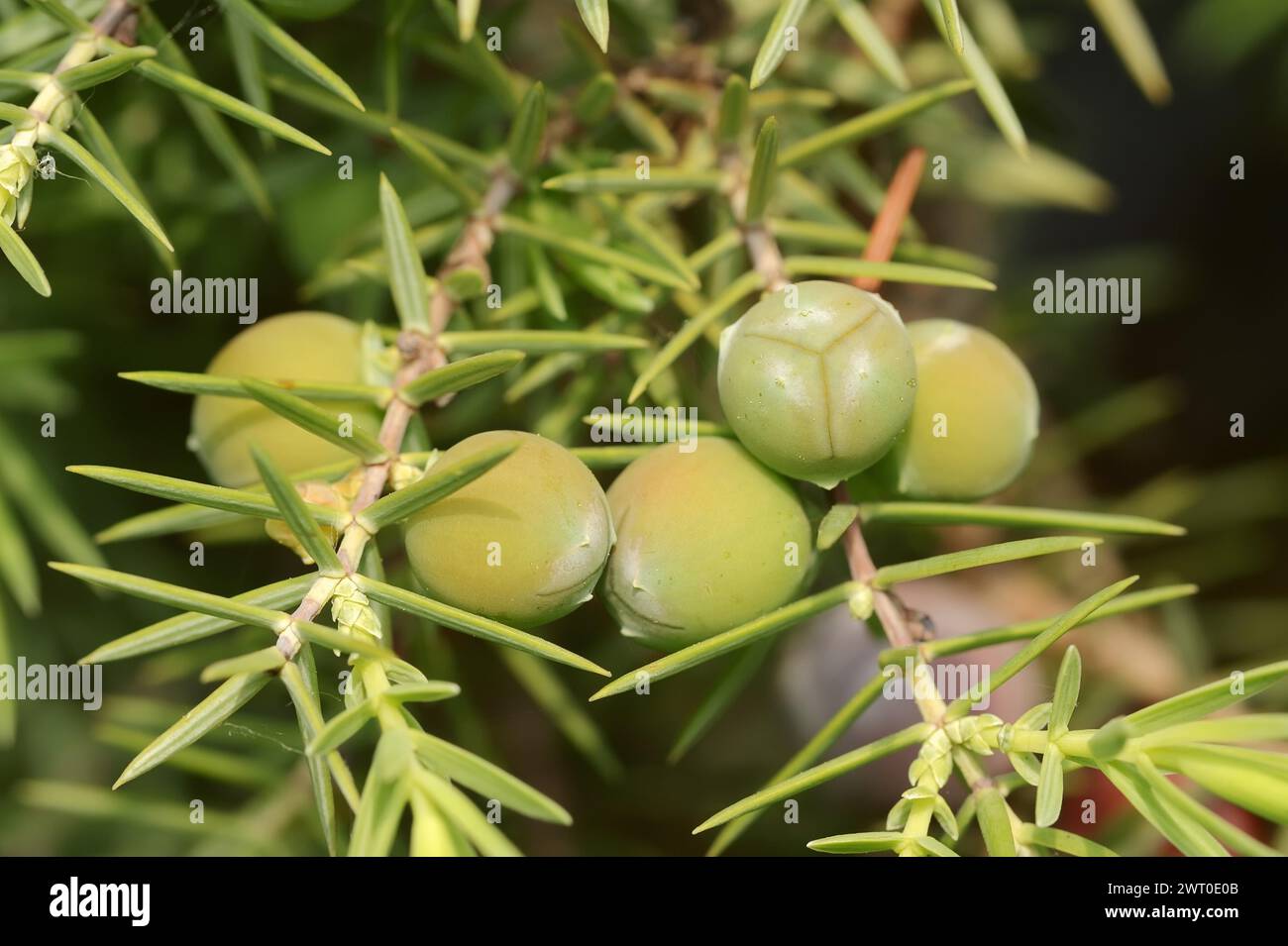 Cade (Juniperus oxycedrus), unripe cones, Provence, southern France ...