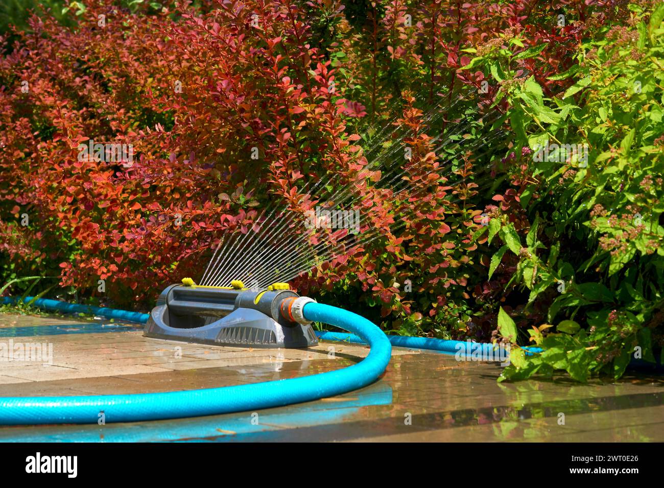Sprinkler watering flowers on a hot day in a city park. Irrigation ...