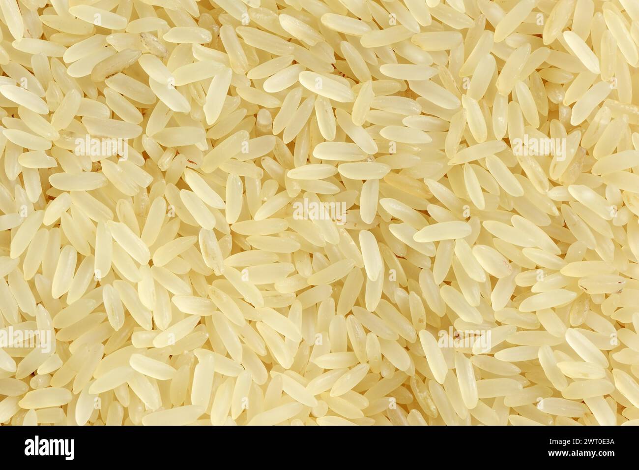 Rice (Oryza sativa), rice grains Stock Photo - Alamy