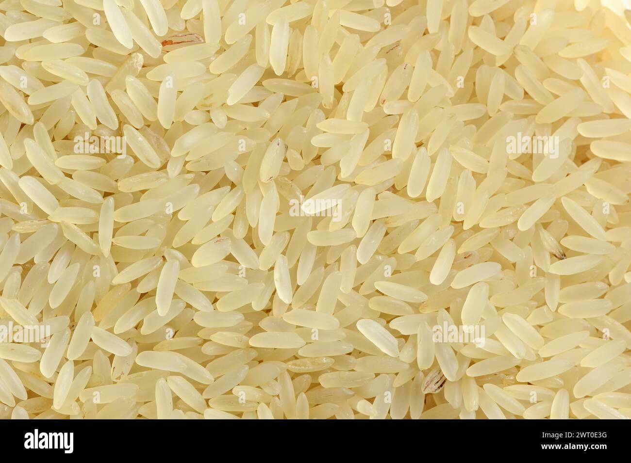 Rice (Oryza sativa), rice grains Stock Photo - Alamy